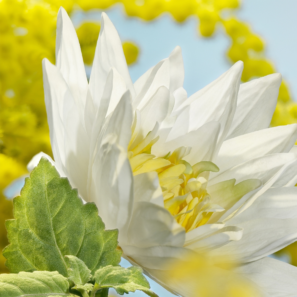 Cacharel Eden Eau de Parfum voor Vrouwen | notino.nl