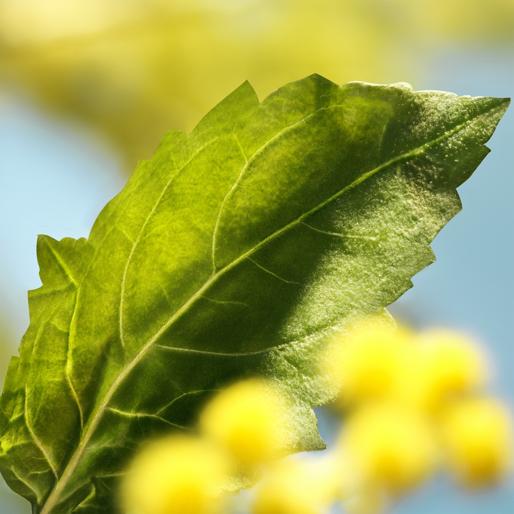 Cacharel Eden Eau de Parfum voor Vrouwen | notino.nl