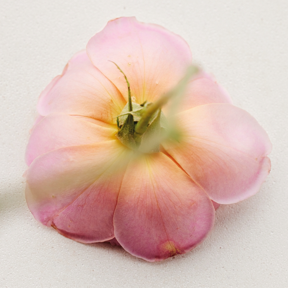 Chloé Atelier des Fleurs Rosa Damascena eau de parfum for women ...