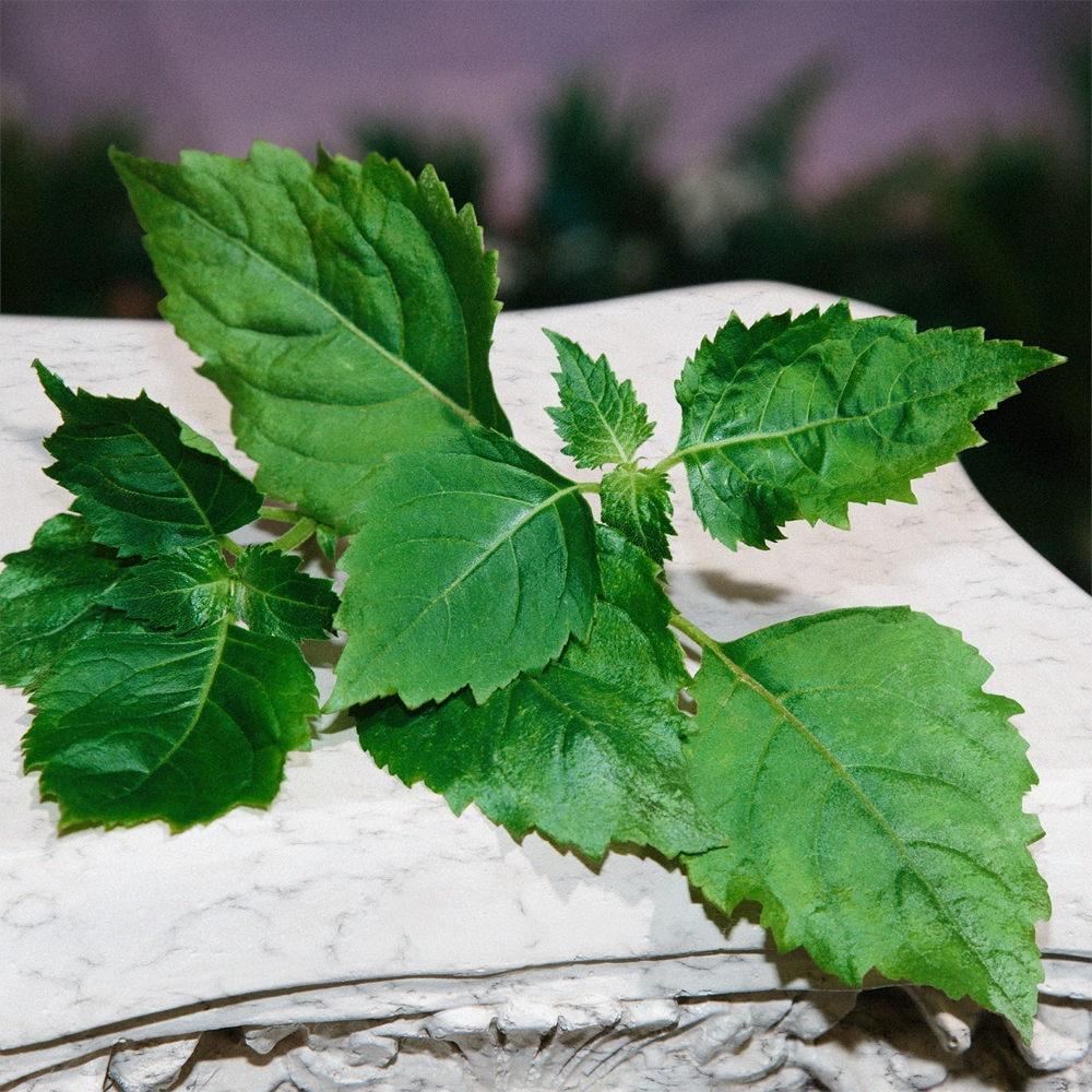 Gucci Flora Gorgeous Gardenia Eau de Toilette für Damen | Notino