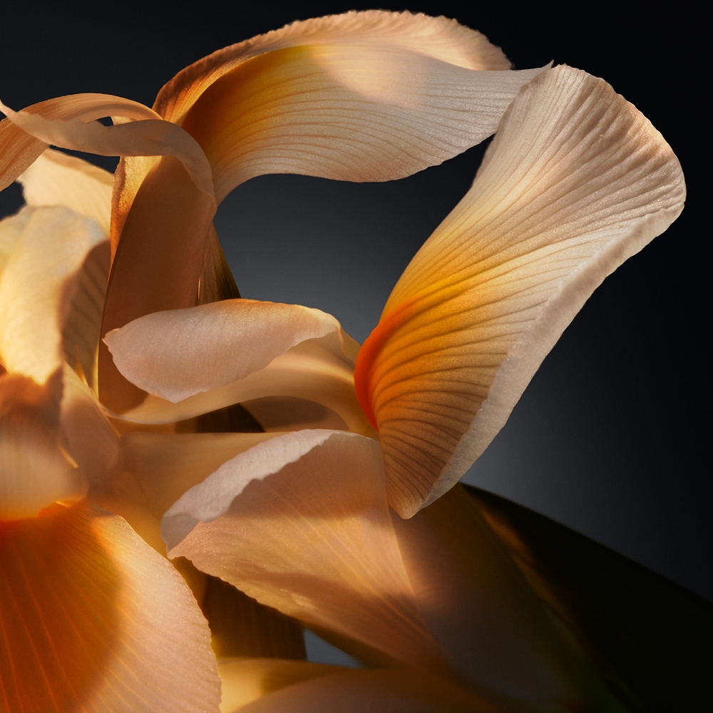 Hugo Boss BOSS Bottled Parfum Parfüm für Herren