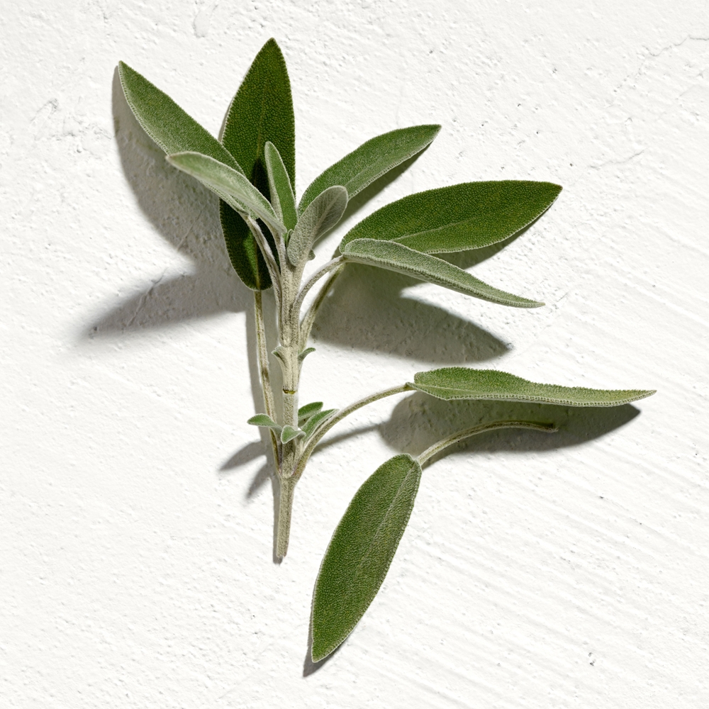 Jil Sander Sun Men Parfum perfume for men | notino.ie