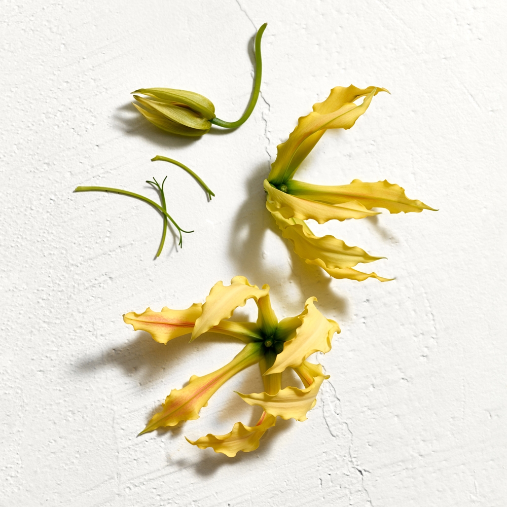 Jil Sander Sun Parfum perfume para mulheres | notino.pt