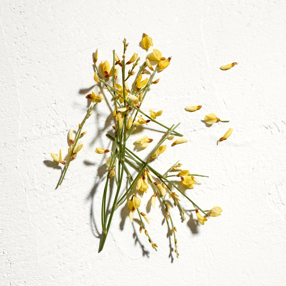 Jil Sander Sun Eau de Parfum Eau de Parfum för Kvinnor | notino.se