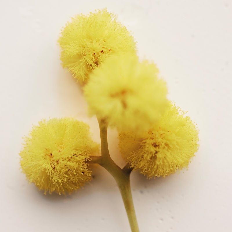 Chloé Atelier des Fleurs Herba Mimosa parfémovaná voda pro ženy | notino.cz