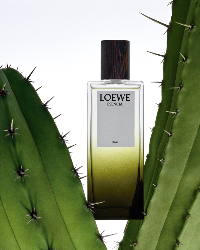 Loewe Esencia Elixir perfume for men | notino.ie